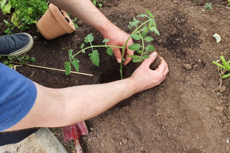 How to Deep Plant Tomatoes: Step-by-Step Guide With Photos – Gardening ...